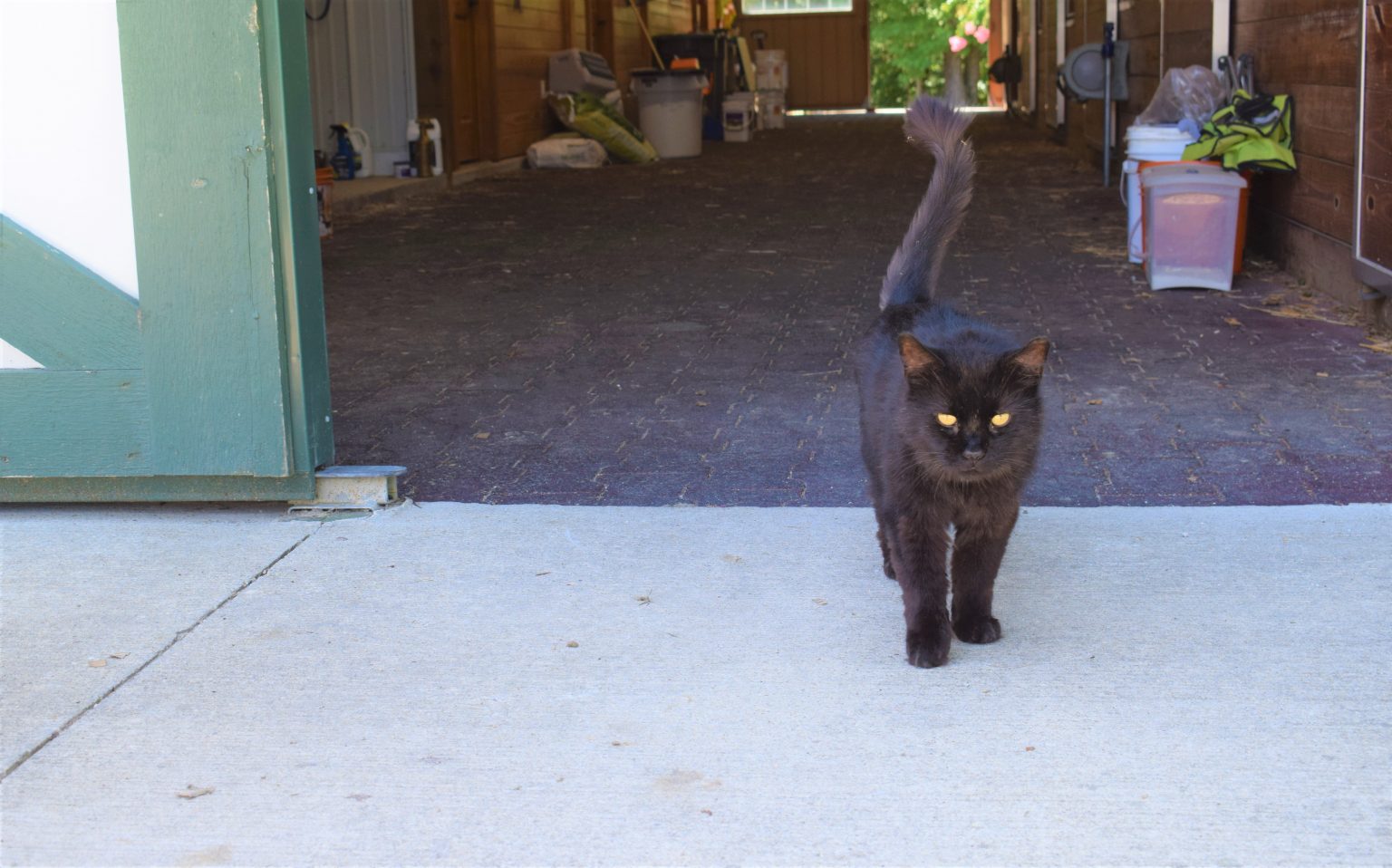 Learn More about our Career Cat Program! - Heritage Humane
