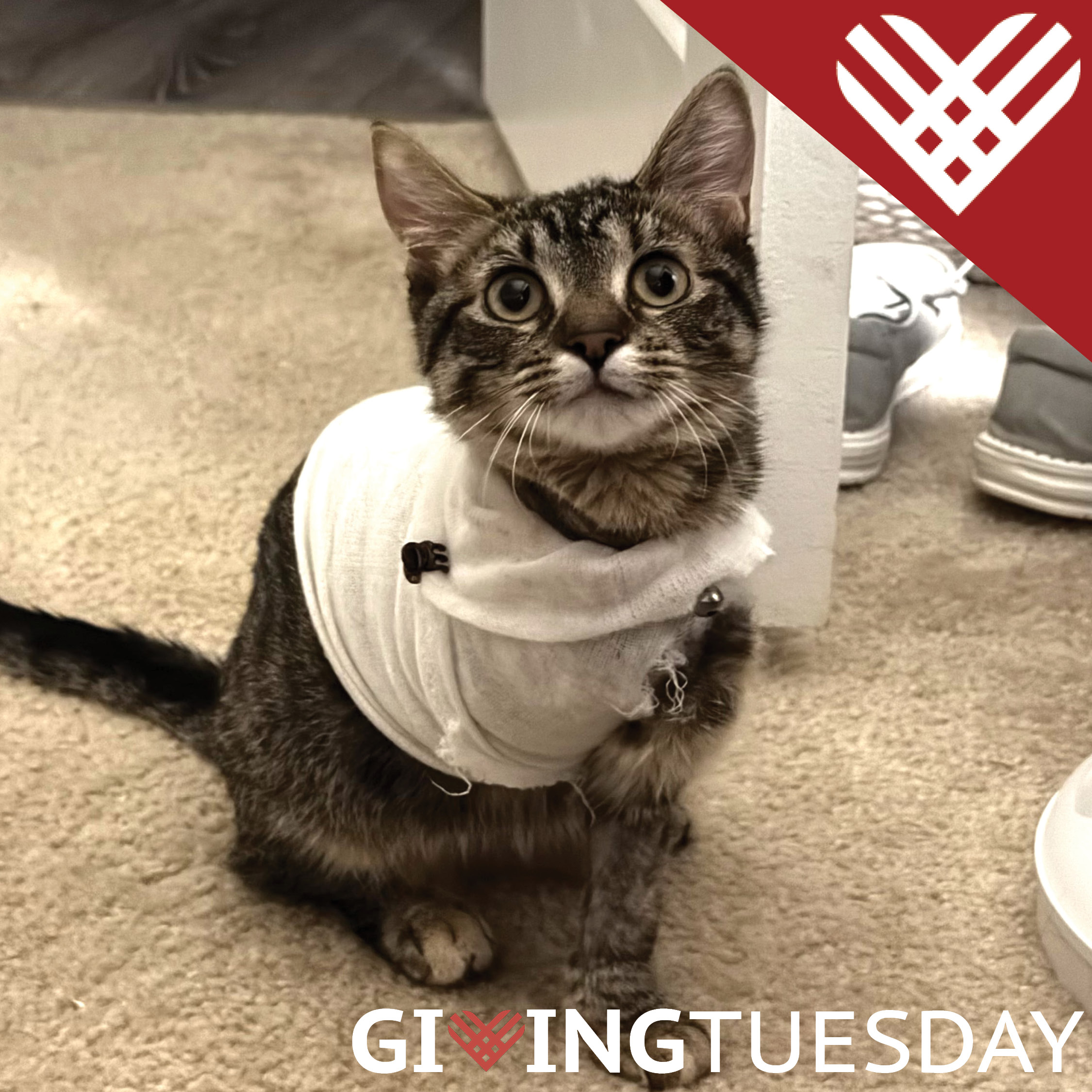 It’s Giving Tuesday 2024 — And, There’s a $50,000 Matching Gift ...